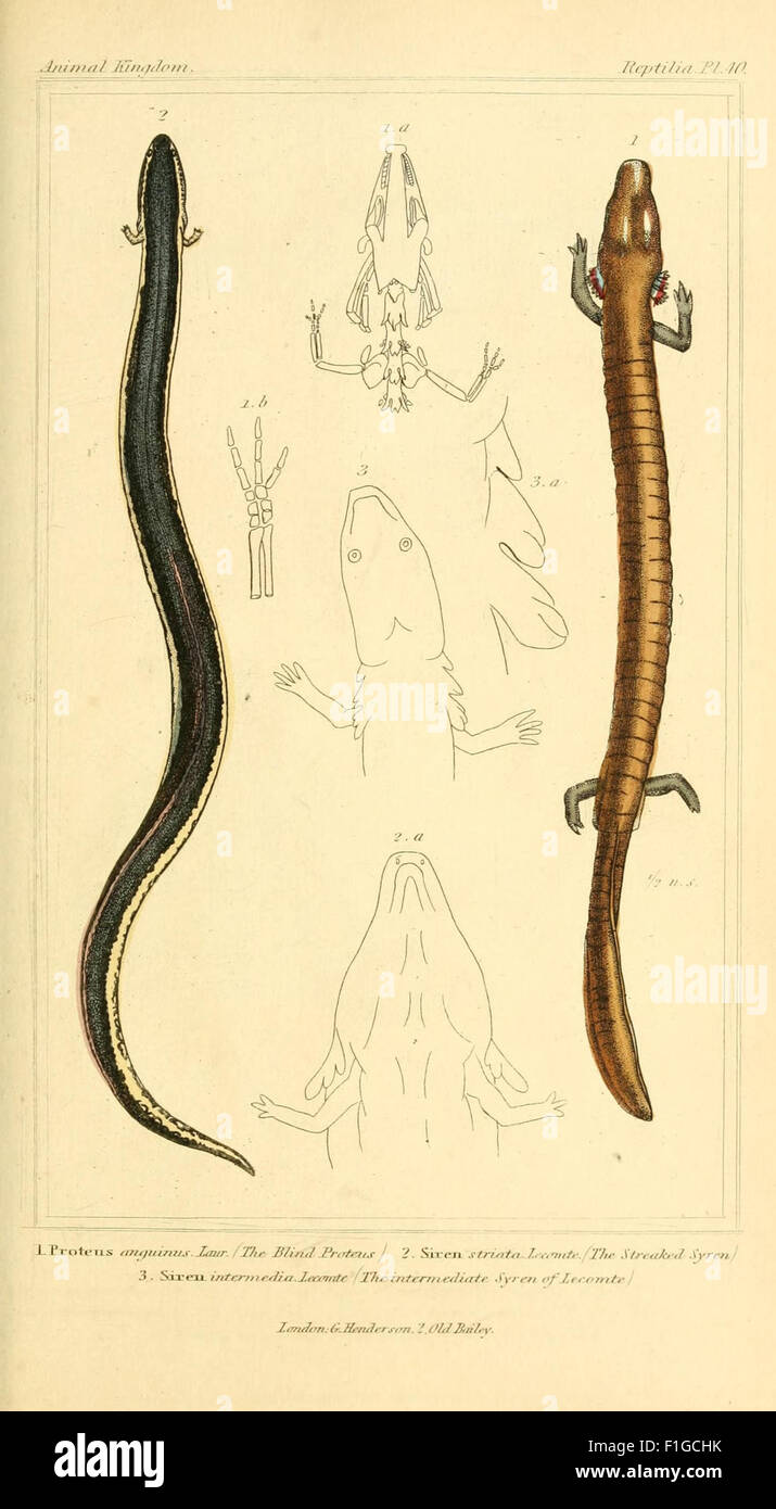 This book presents an organized classification of the animal kingdom ...