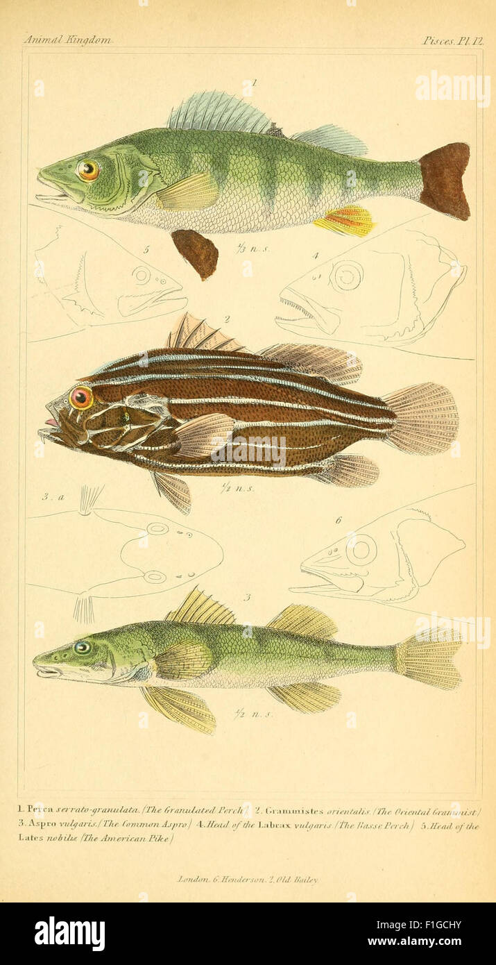 This work presents a comprehensive classification of animals, organized ...