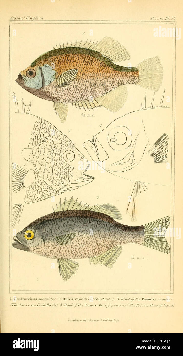 The animal kingdom, arranged according to its organization, serving as ...