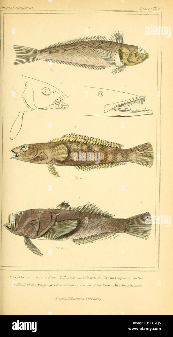 'The Animal Kingdom' organizes animals based on their structure and ...