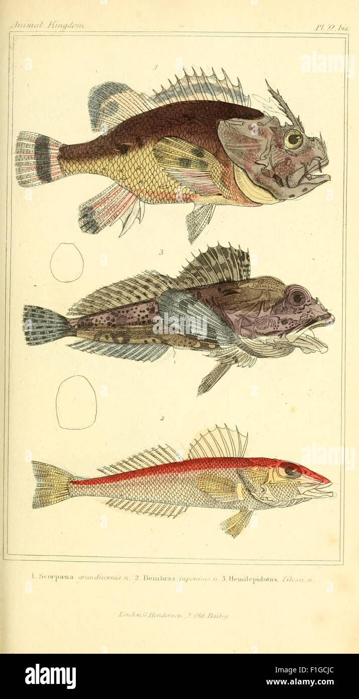 This work organizes the animal kingdom by classification, serving as a ...
