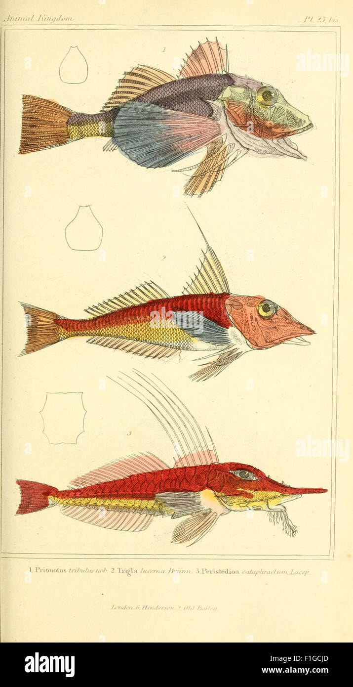 The animal kingdom, arranged according to its organization, serving as ...