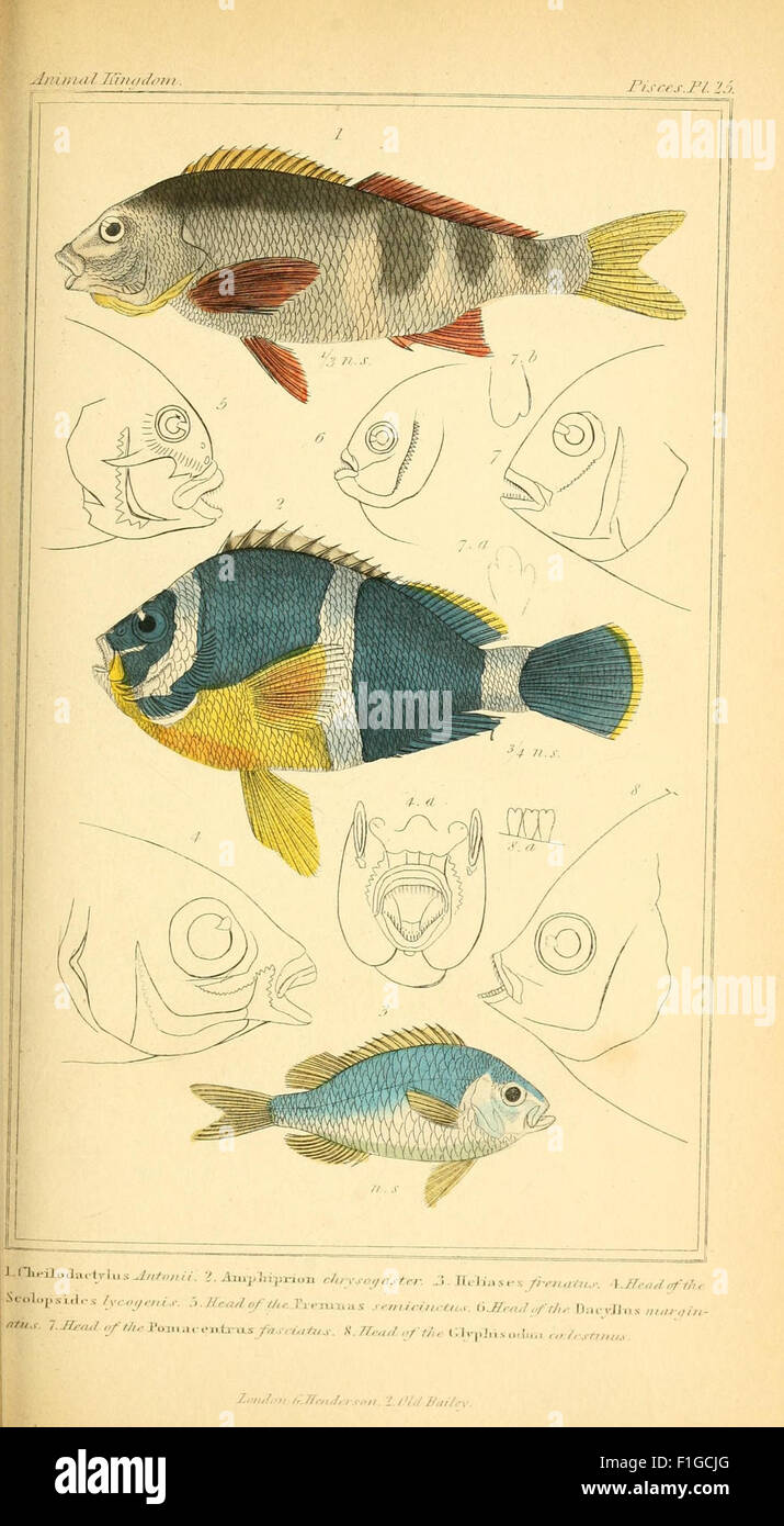 The animal kingdom, arranged according to its organization, serving as ...