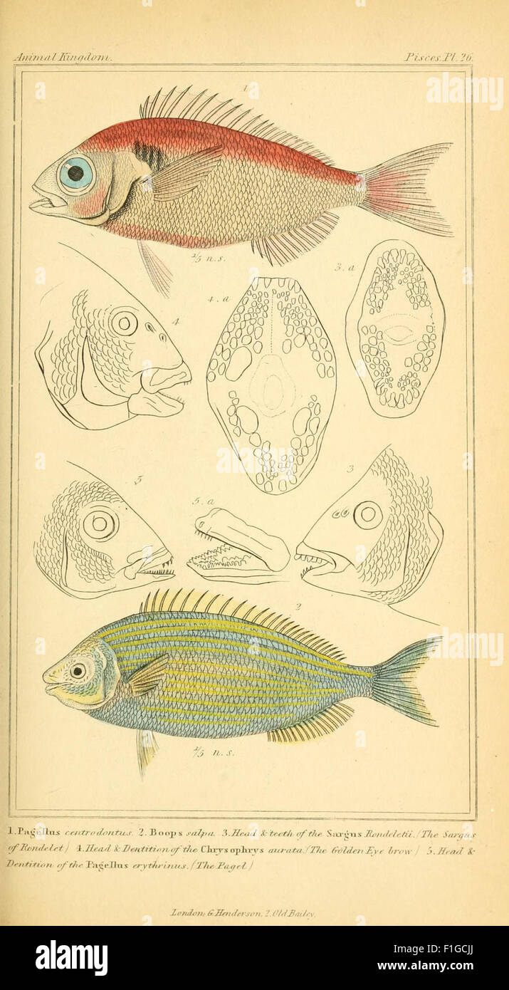 This foundational zoological work organizes the animal kingdom based on ...