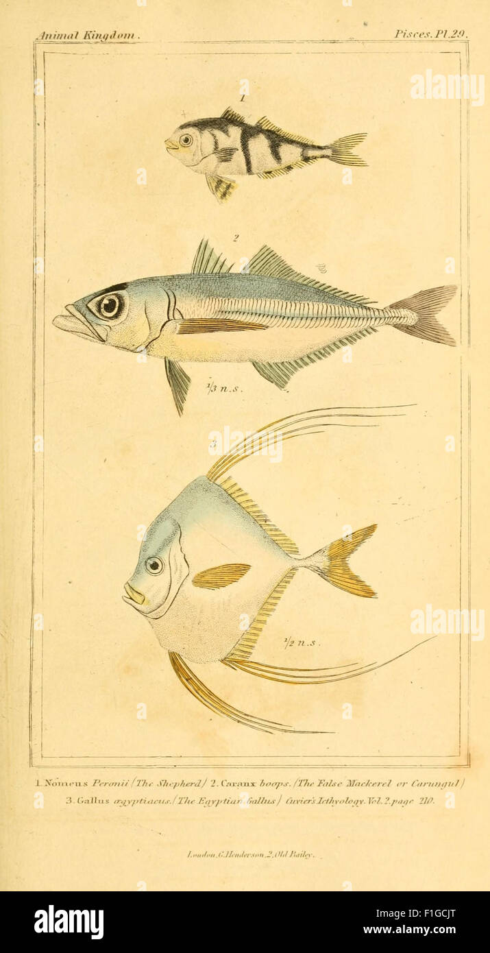 This work categorizes the animal kingdom according to its ...