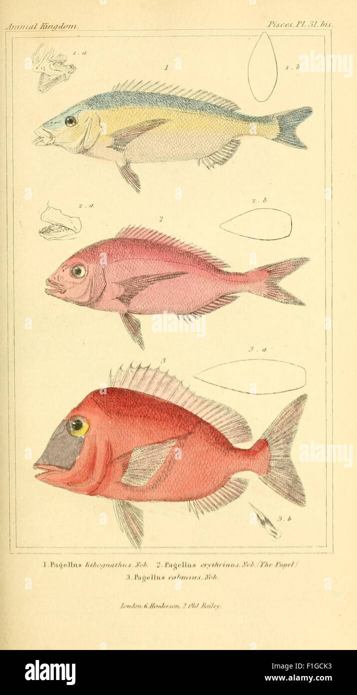 *The Animal Kingdom* is a foundational work on zoological ...