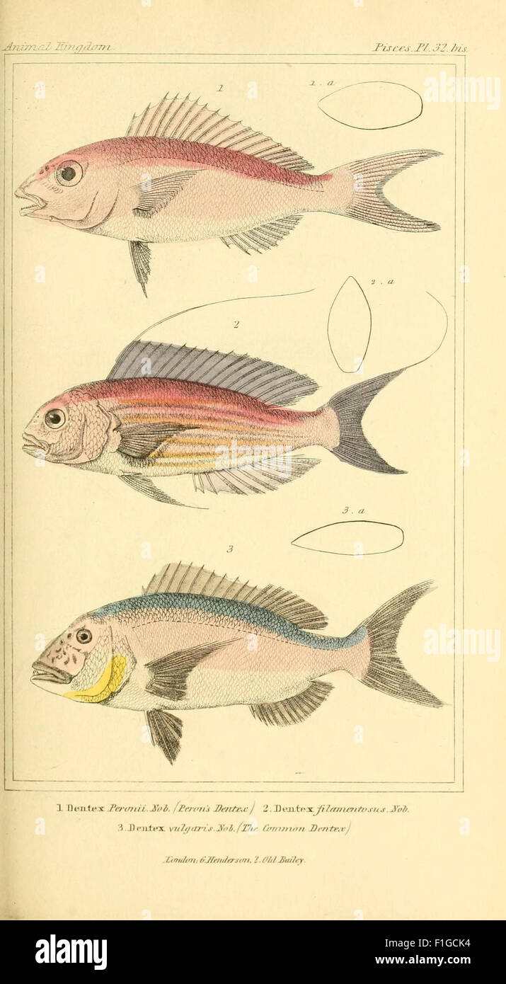 'The Animal Kingdom' provides a classification system for animals ...