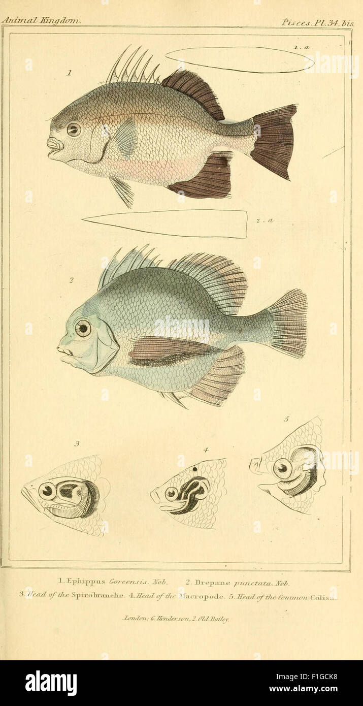 An illustration from 'The Animal Kingdom,' a foundational work in ...