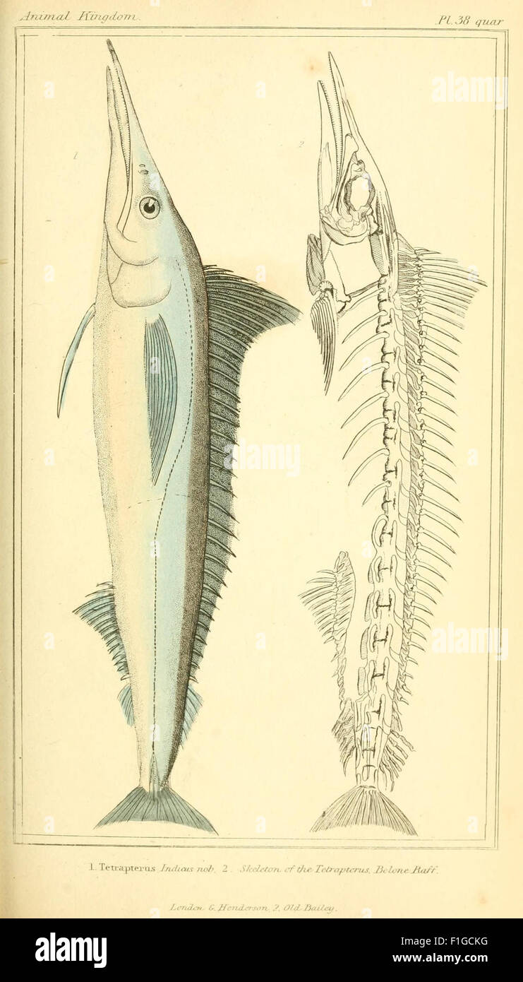 This work categorizes animals based on their anatomical structure and ...