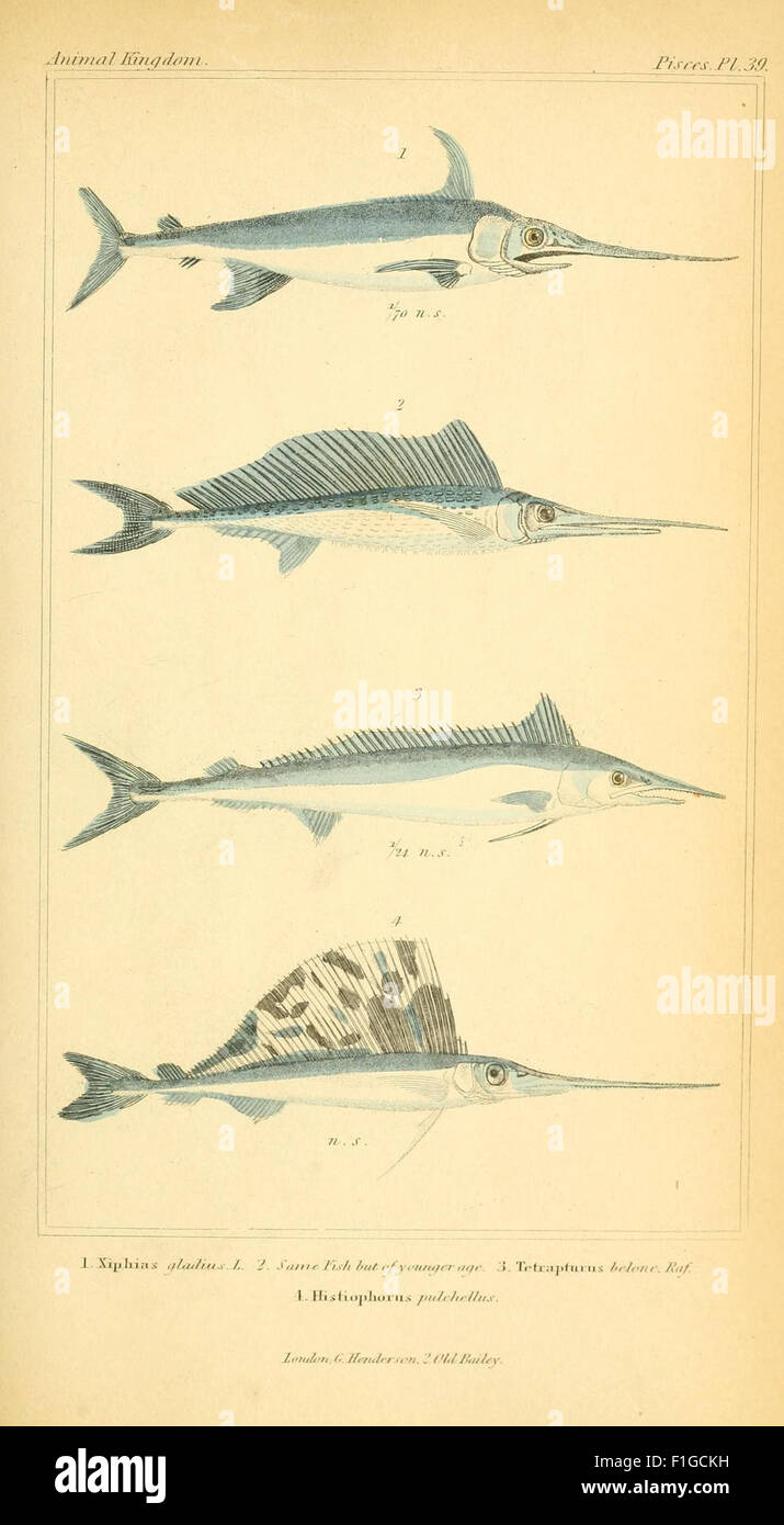 This work offers an organized classification of the animal kingdom ...