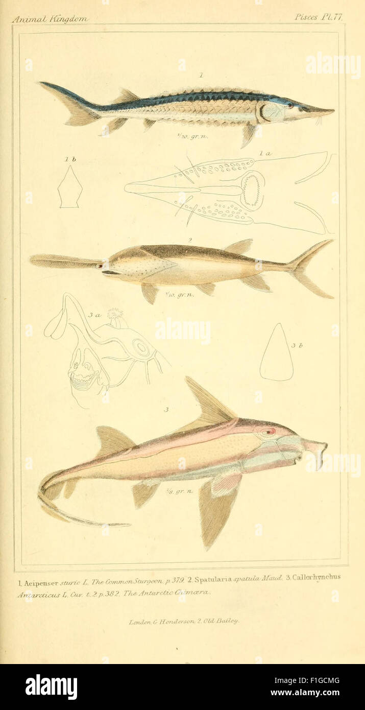 This work on zoology arranges animals by their organization, providing ...