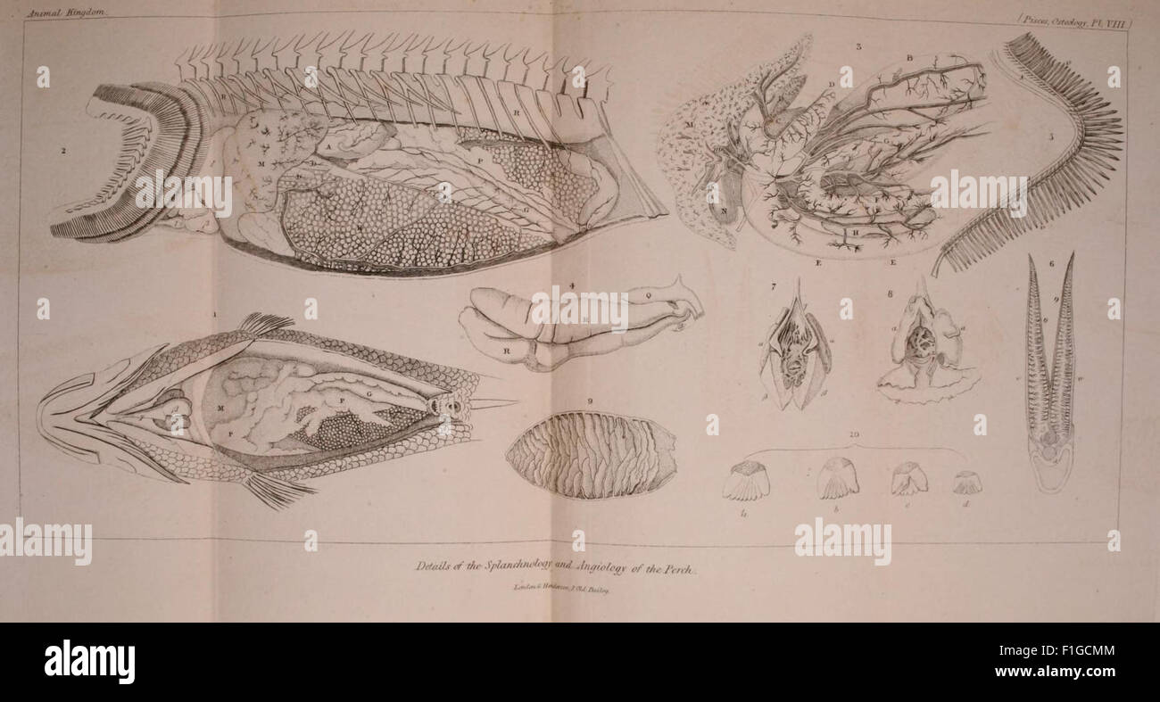This work categorizes animals based on their organizational structure ...