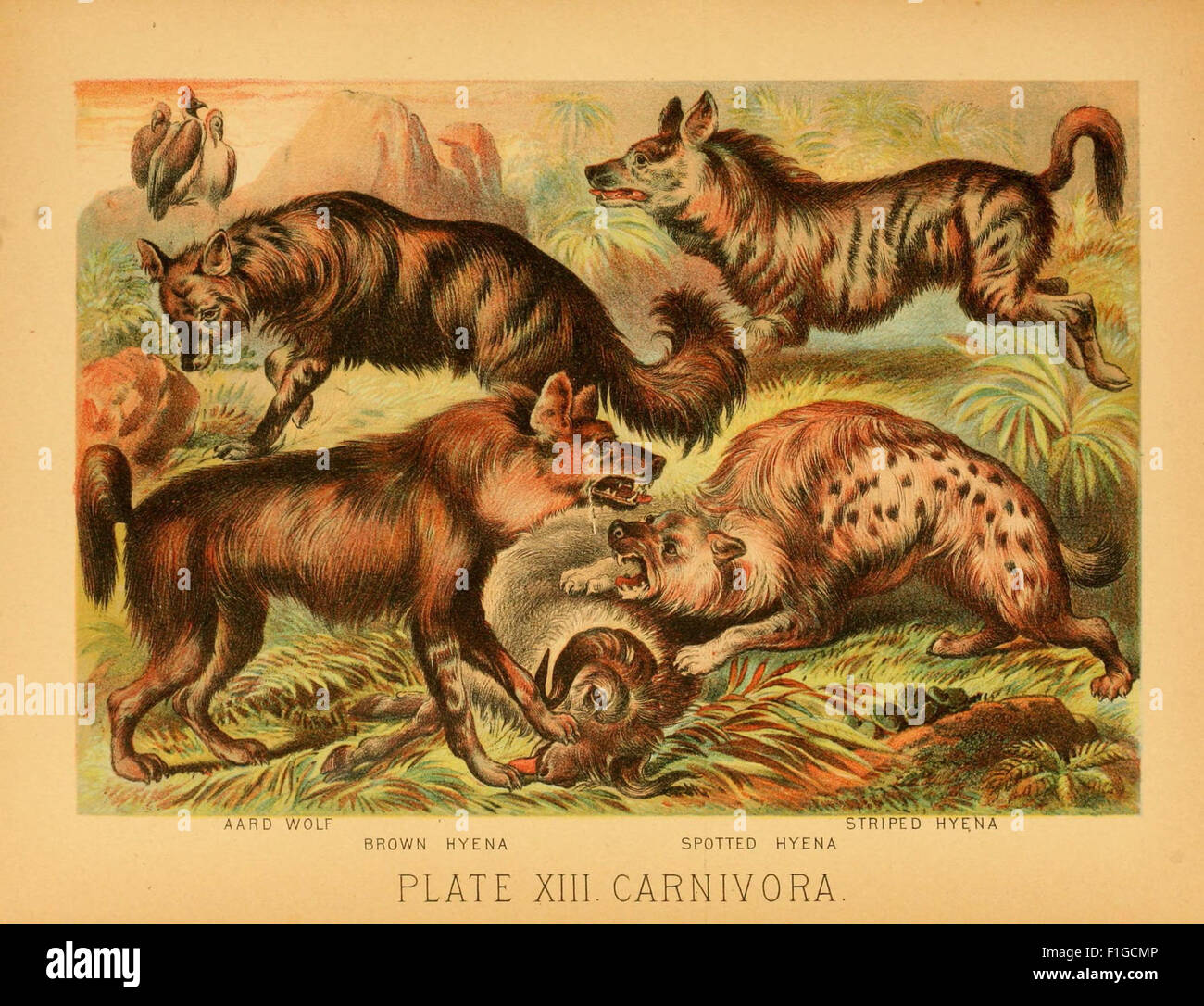 The animal kingdom Stock Photo - Alamy