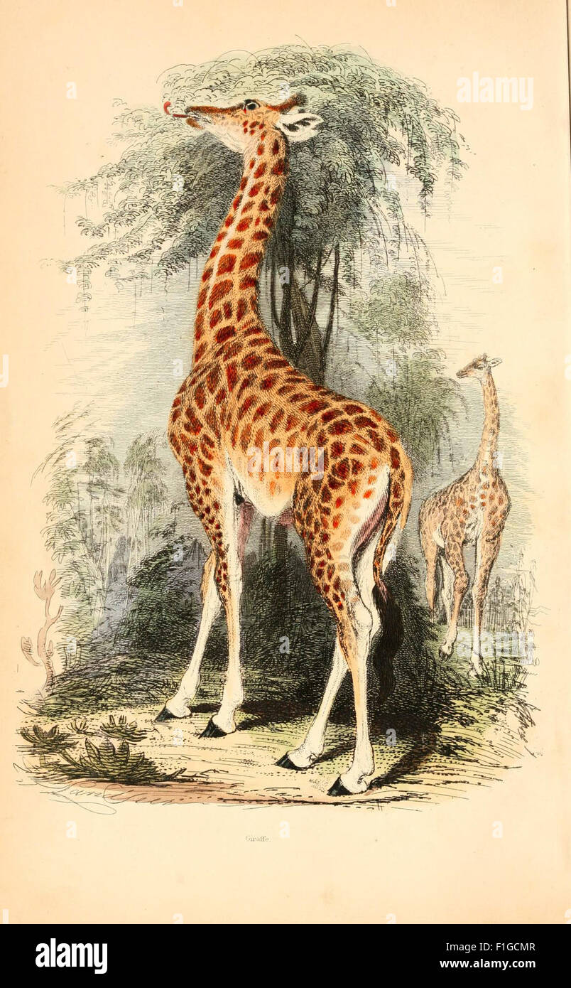 An illustration from 'The Animal Kingdom,' documenting a variety of ...