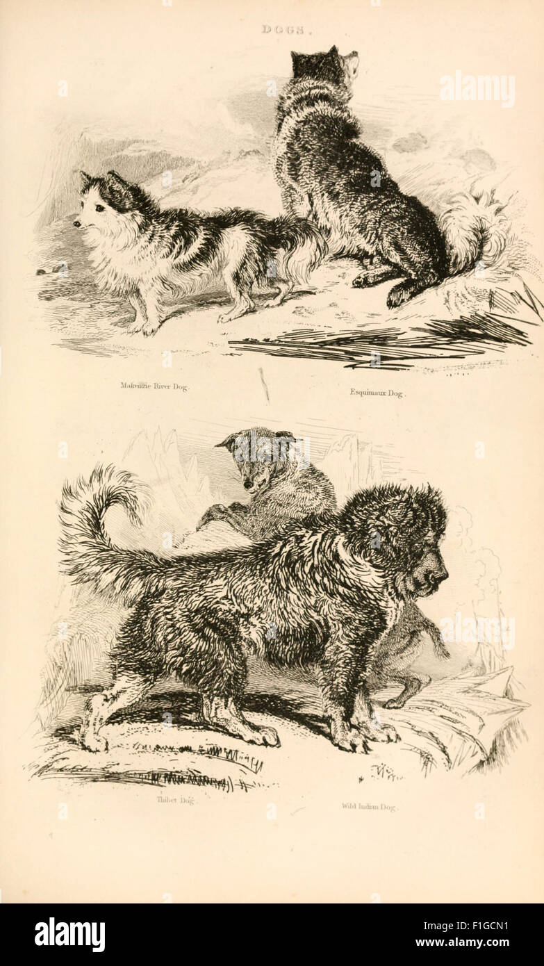 This 19th-century work presents a comprehensive classification of ...