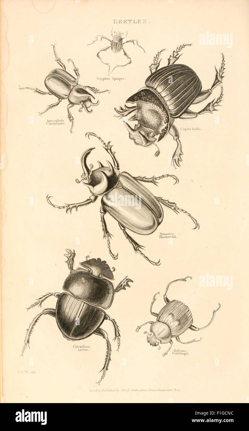 *The Animal Kingdom* explores the diversity of animal species, offering ...