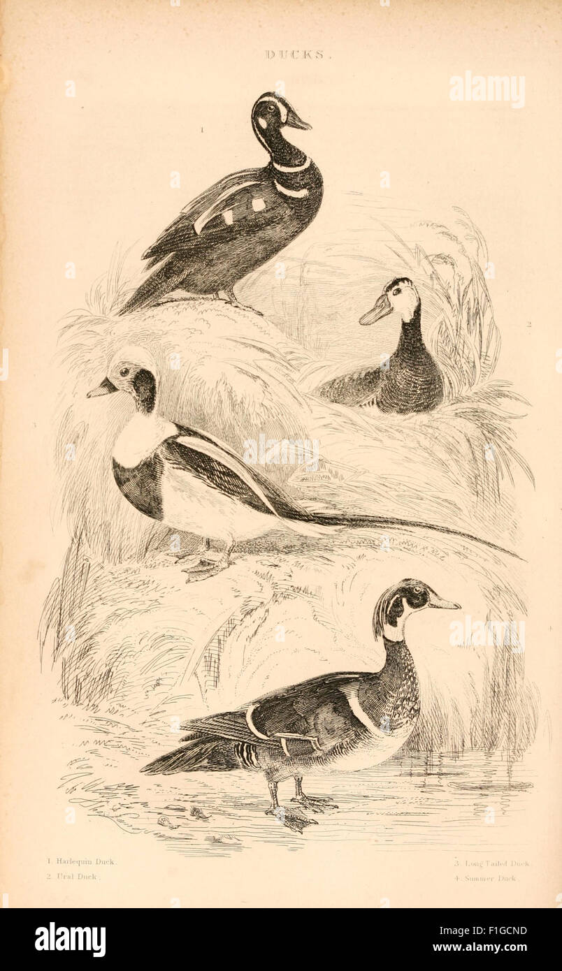 This work provides an overview of the animal kingdom, detailing the ...