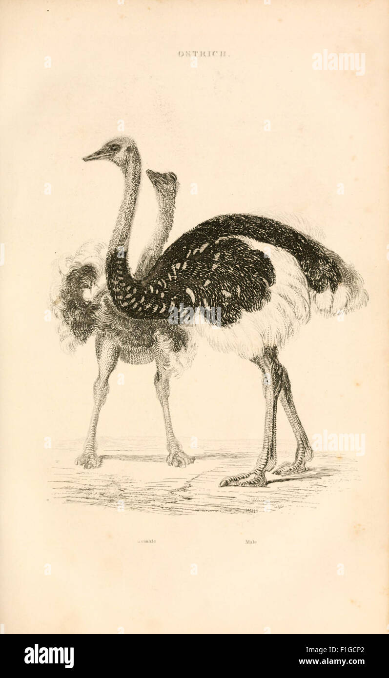 *The Animal Kingdom* is a comprehensive work detailing various animal ...