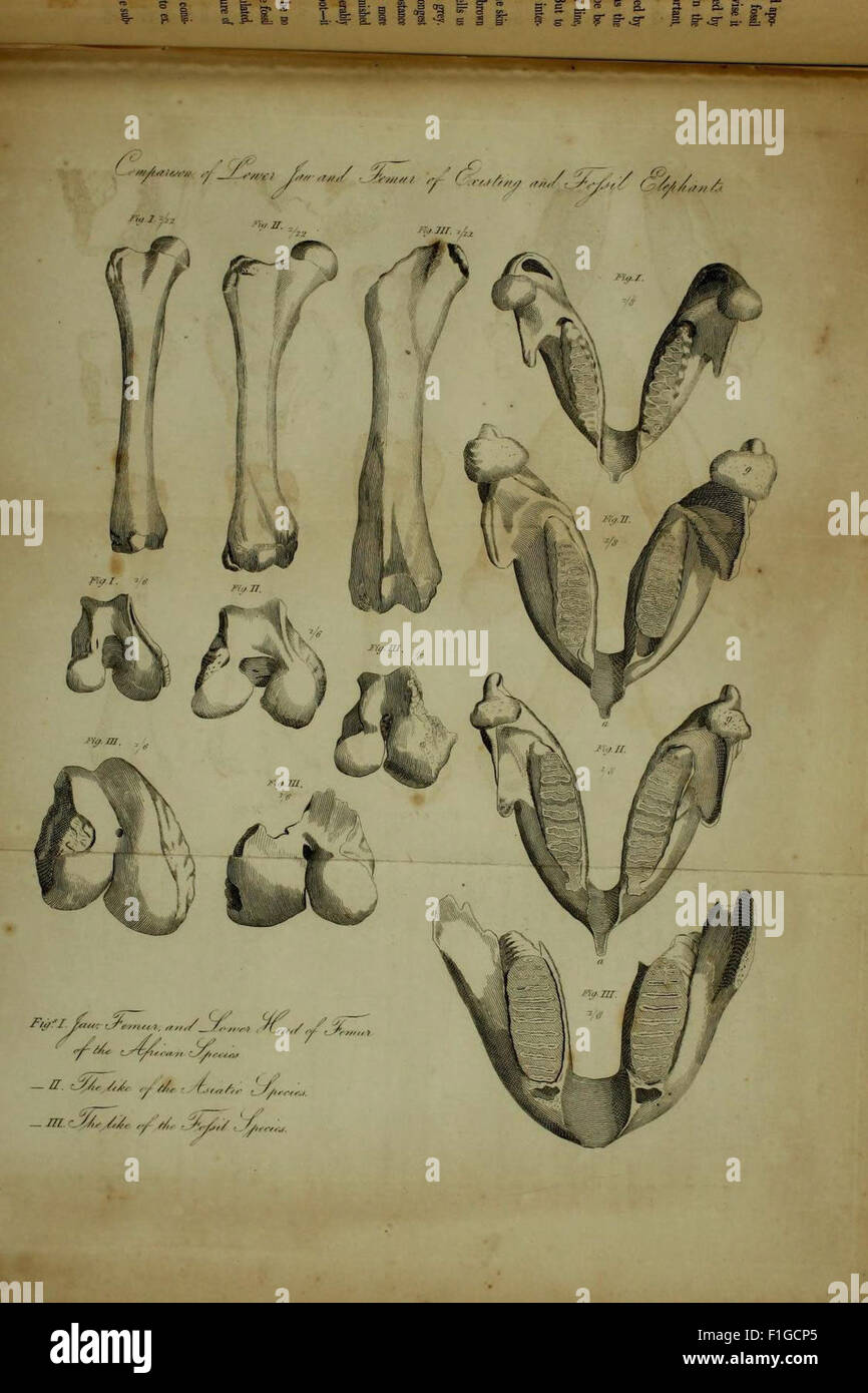 'The Animal Kingdom' (Plate) is a historical illustration collection of ...
