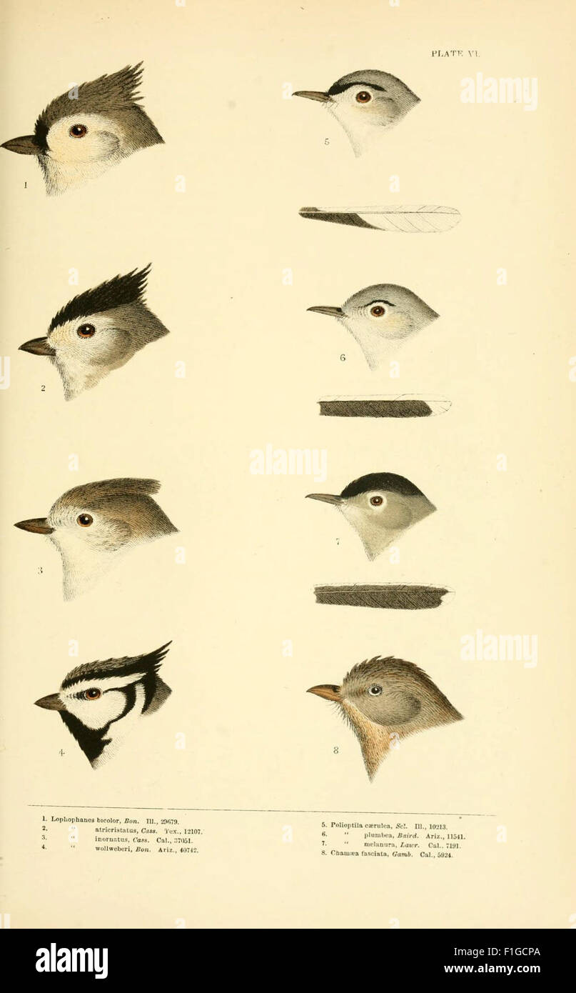 This historical work on North American birds offers illustrations and ...