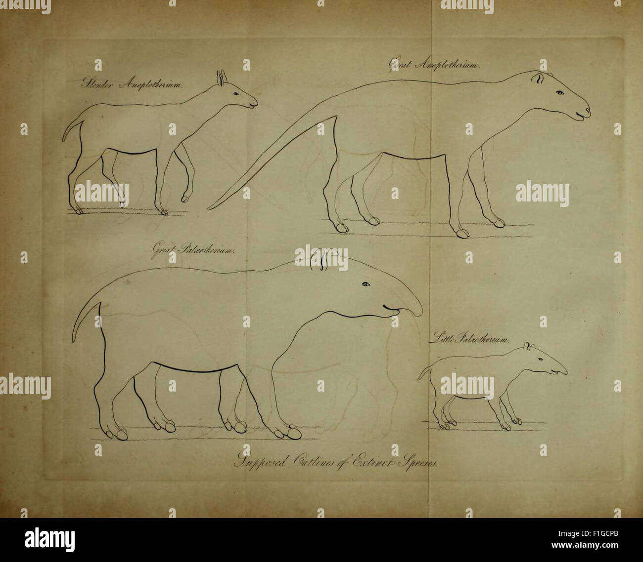 'The Animal Kingdom' is a vintage work featuring a detailed ...