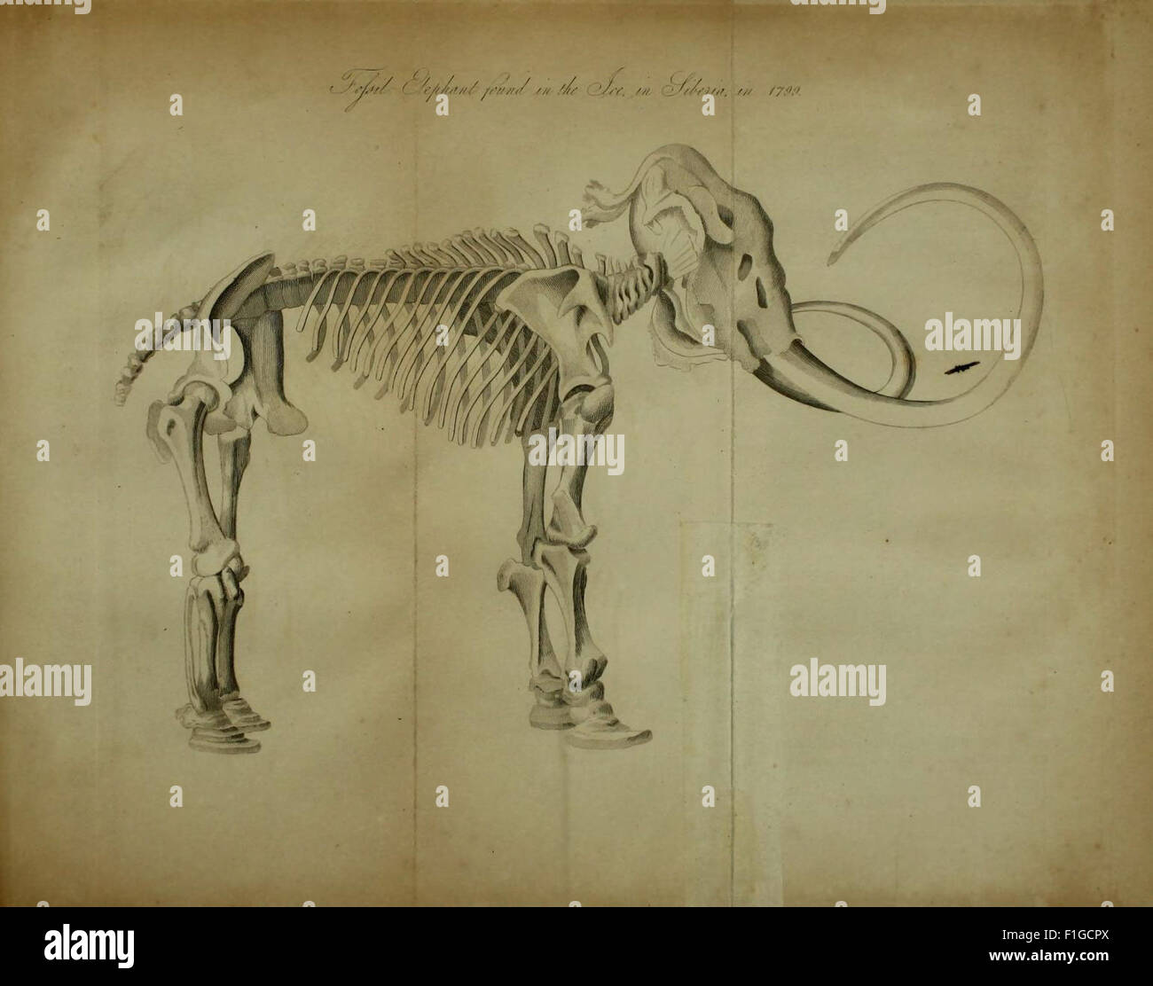 This plate from 'The Animal Kingdom' features detailed illustrations of ...