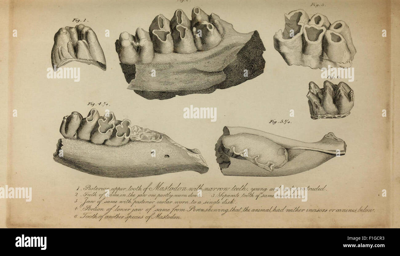 This plate from 'The Animal Kingdom' features illustrations of various ...