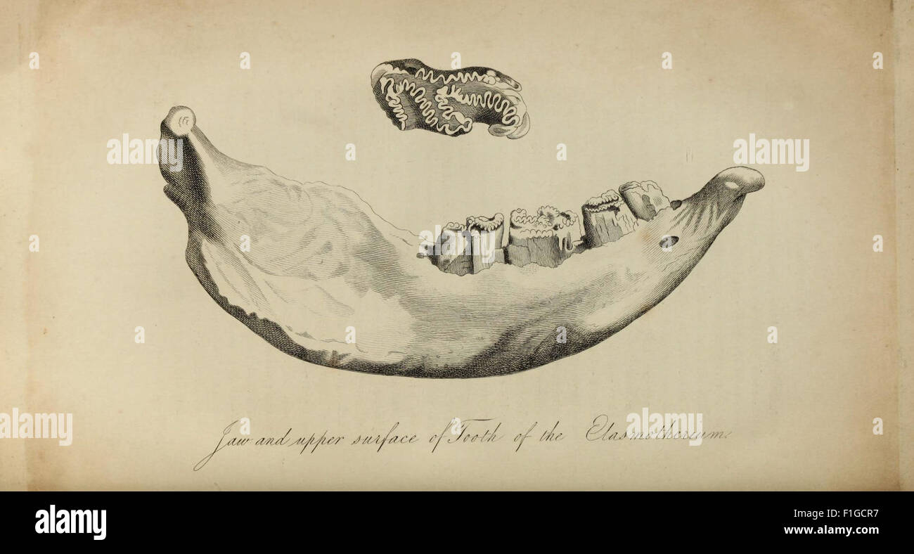 This plate from 'The Animal Kingdom' features detailed illustrations of ...