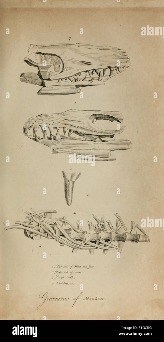 This work illustrates various species from the animal kingdom, with ...