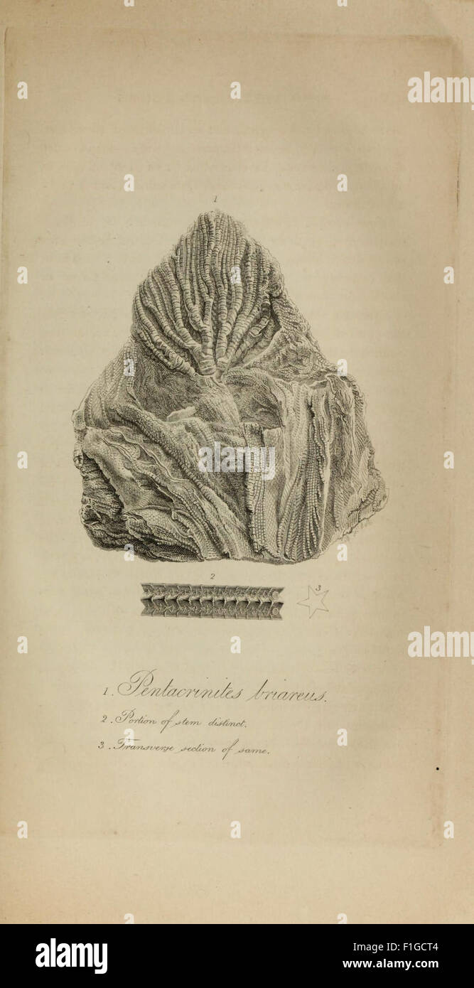 'The Animal Kingdom' (Plate) features detailed illustrations of various ...