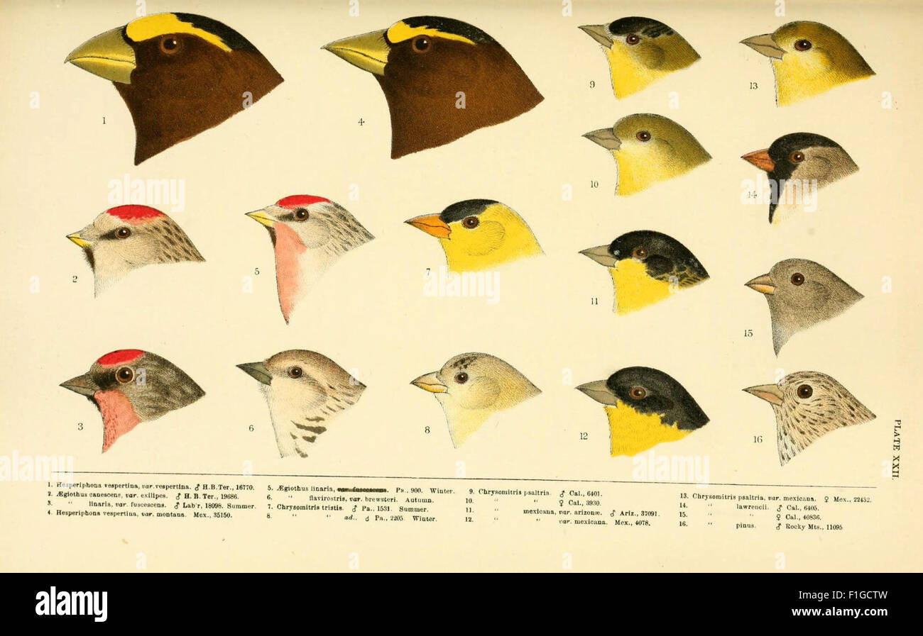 'A History of North American Birds' documents bird species native to ...