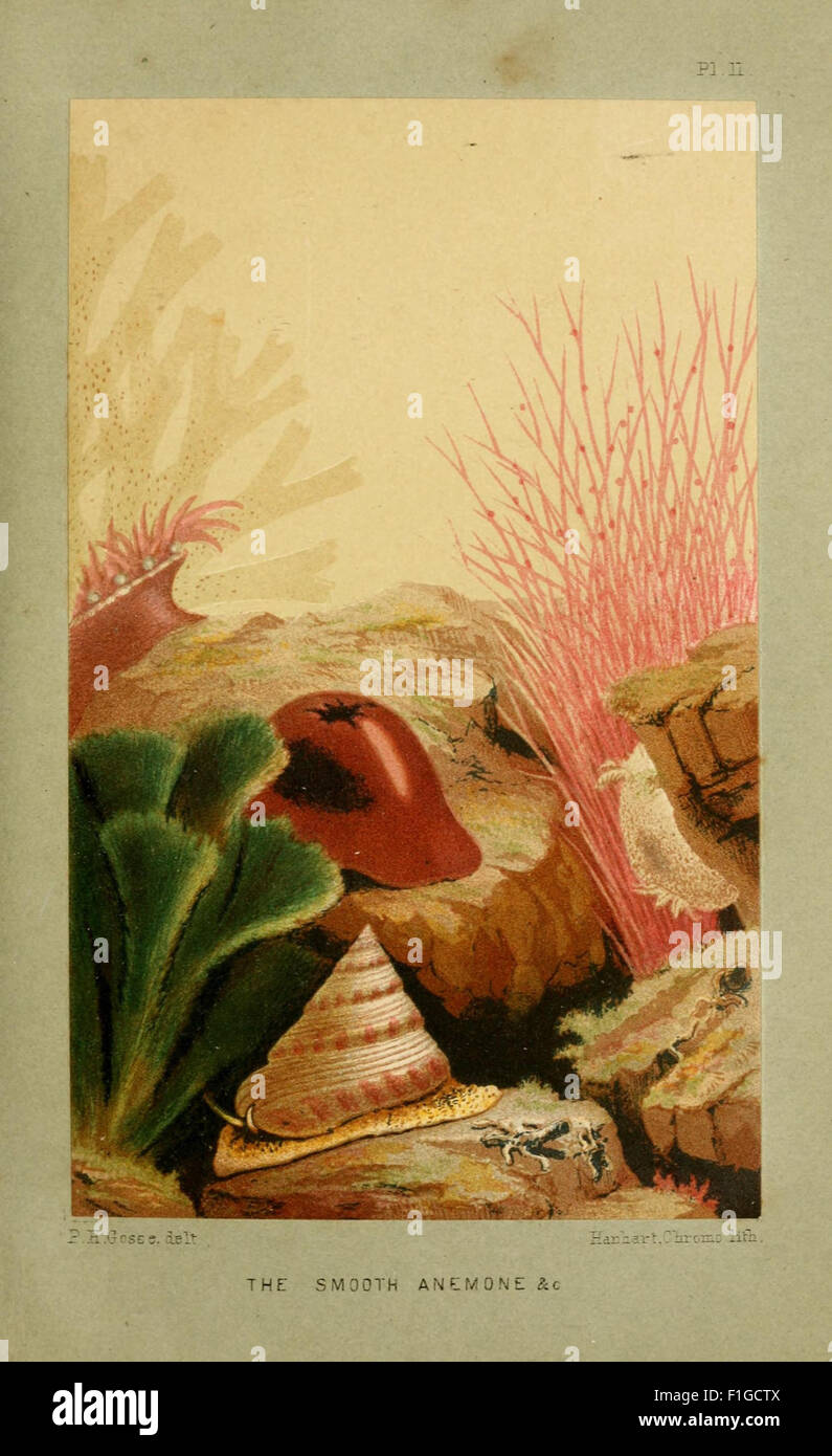 *The Aquarium* reveals the captivating marine life in deep-sea ...