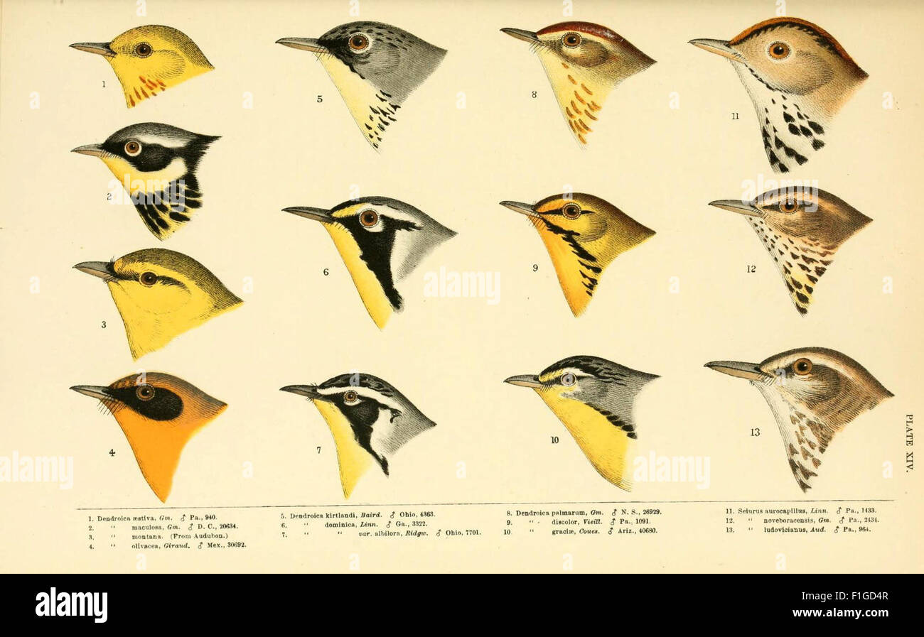 An illustration from *A History of North American Birds*, documenting ...