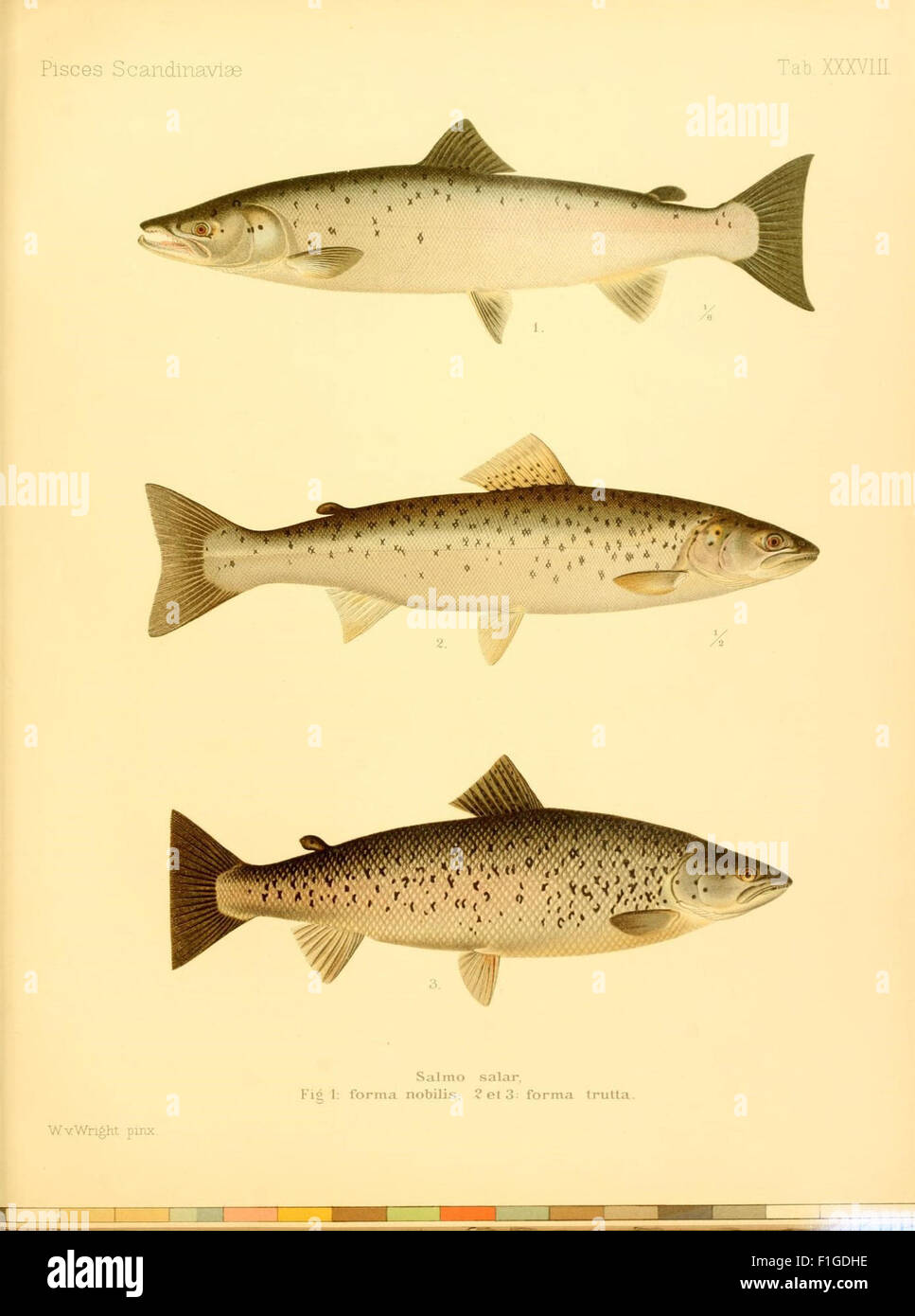 This work focuses on the classification and identification of fish ...