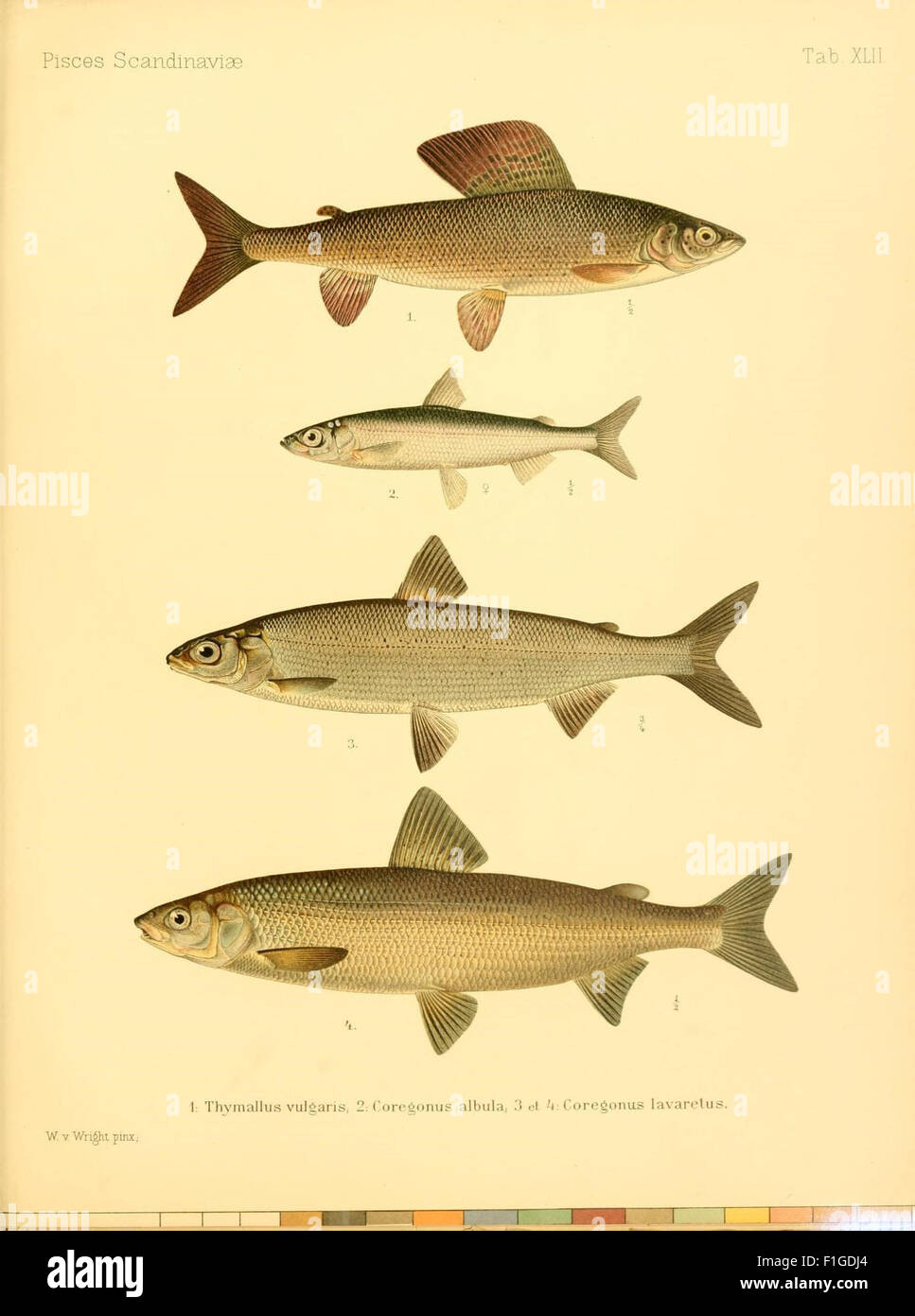 This work is a continuation of studies on Scandinavian fishes ...