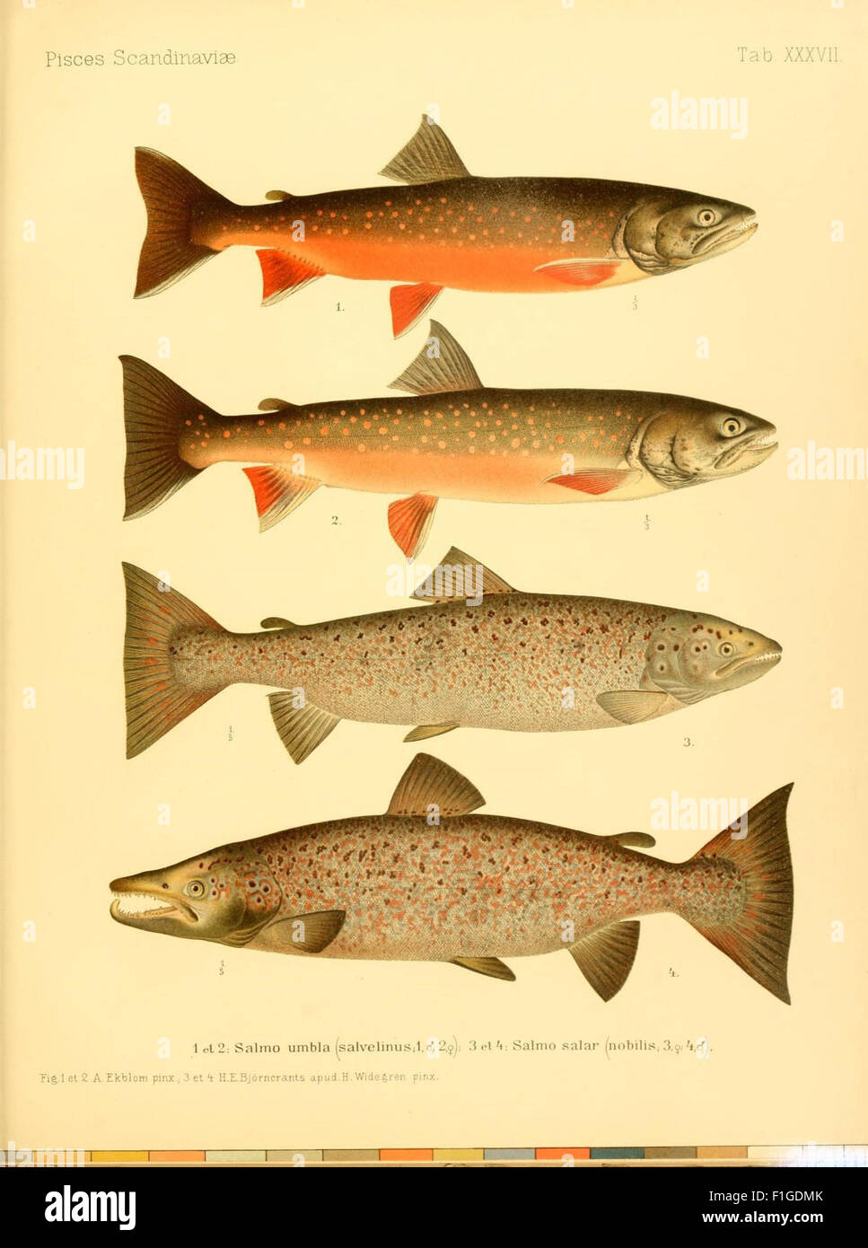 This historical work on Scandinavian fishes provides an in-depth look ...