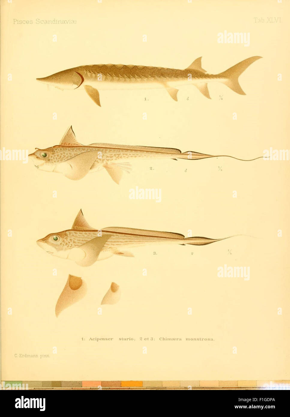 This work provides a detailed history and classification of fish ...