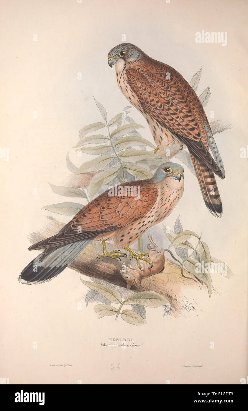 The birds of Europe Stock Photo - Alamy