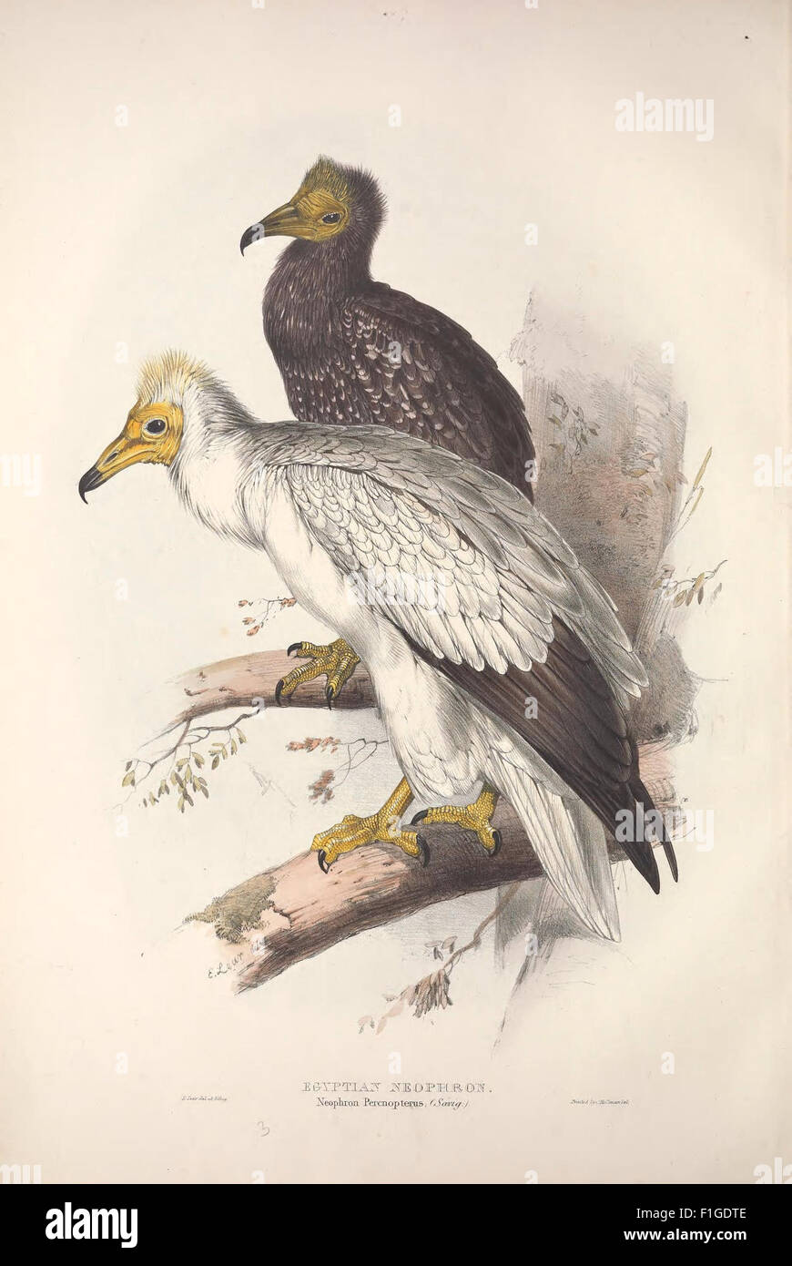 'The Birds of Europe' is a comprehensive ornithological work covering ...