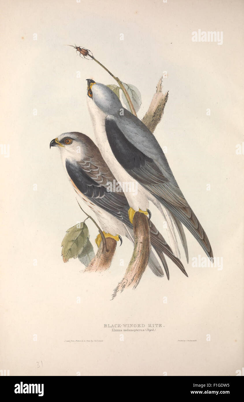 'The Birds of Europe' is an ornithological work featuring the avian ...