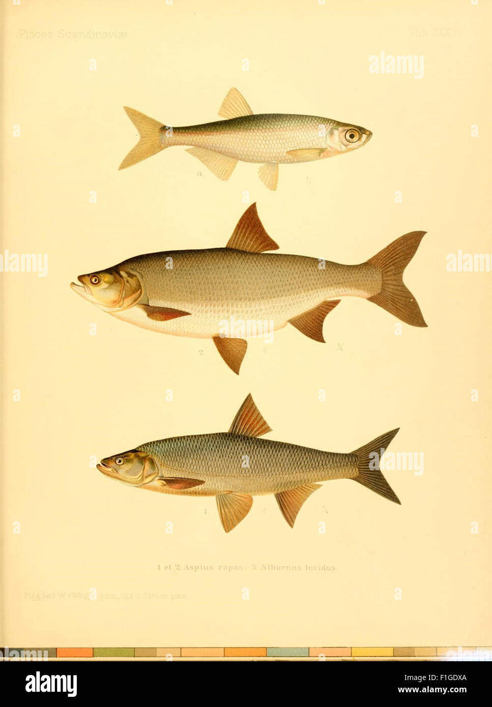 This work details the history and classification of fish species native ...