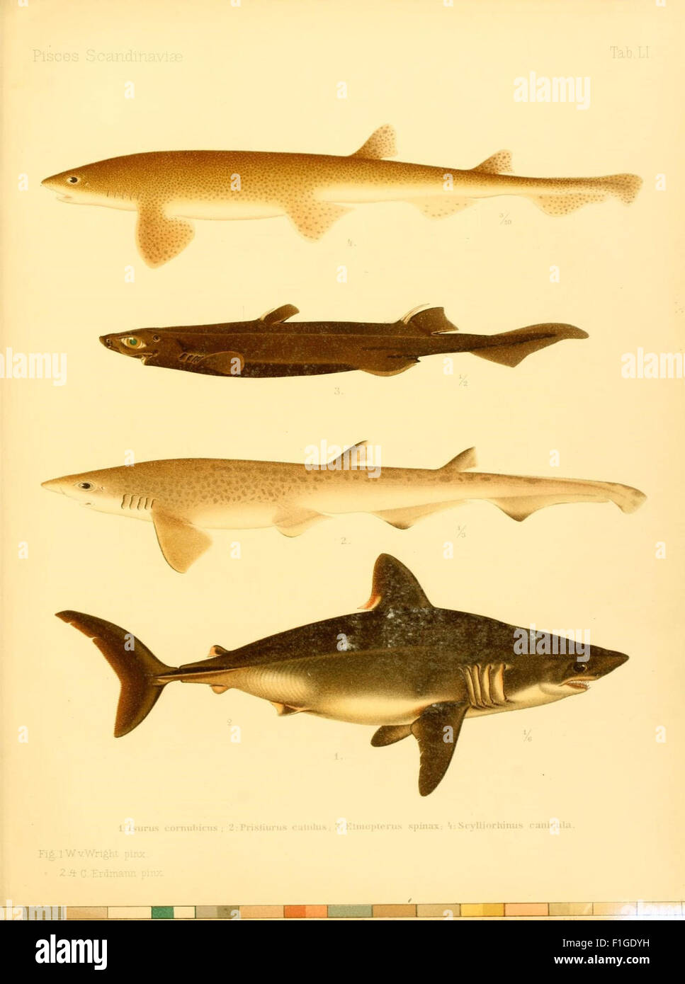 An illustration from 'A History of Scandinavian Fishes,' documenting ...