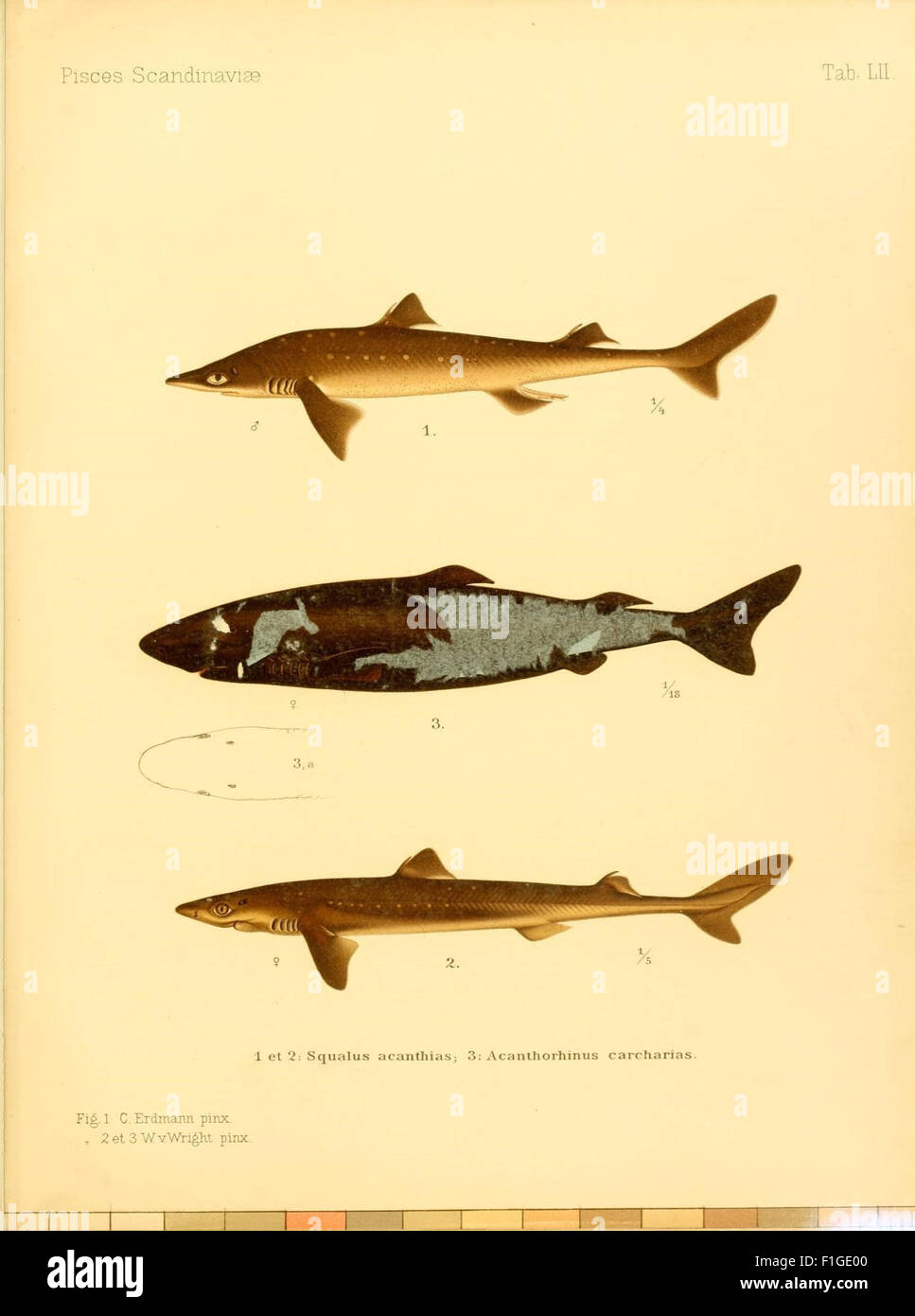 'A History of Scandinavian Fishes' explores the diverse fish species of ...
