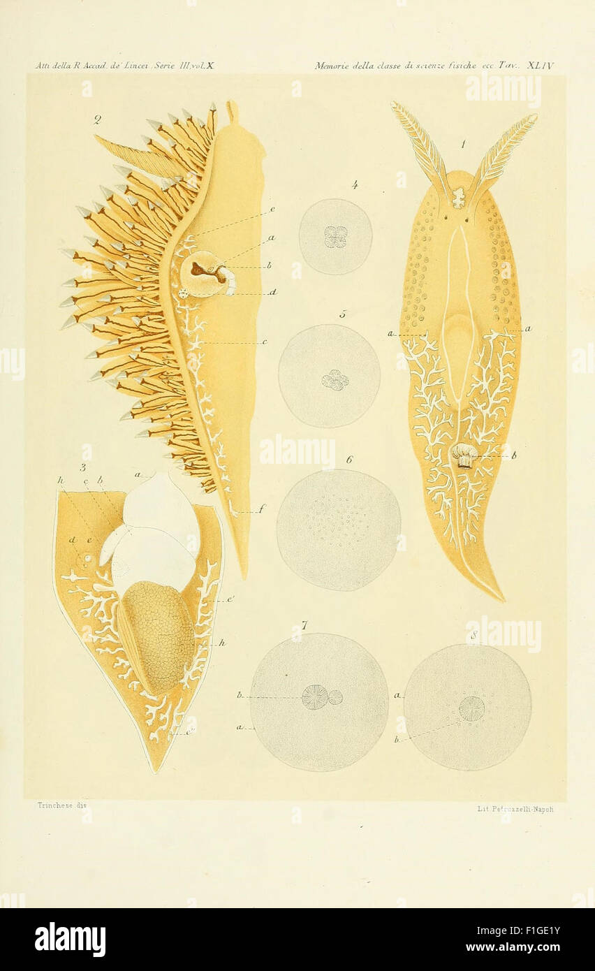 This work explores the Olividae family and related mollusk families in ...