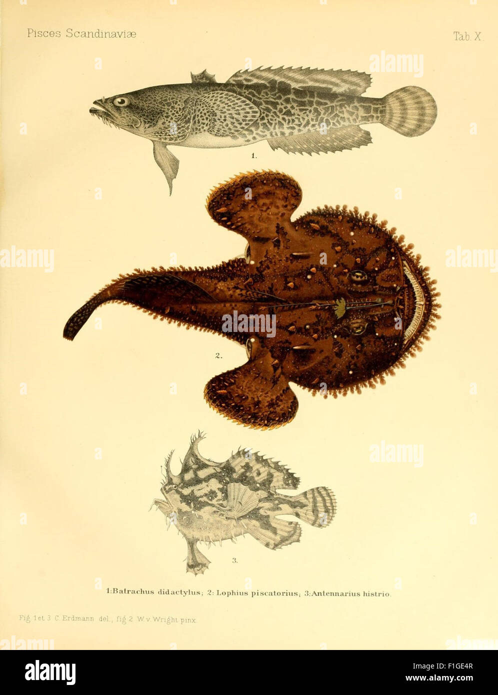 'A History of Scandinavian Fishes' is a detailed work on the ...