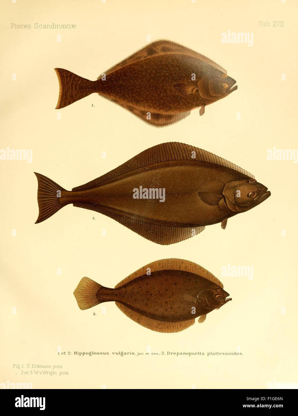 This vintage work presents a comprehensive history of fish species in ...