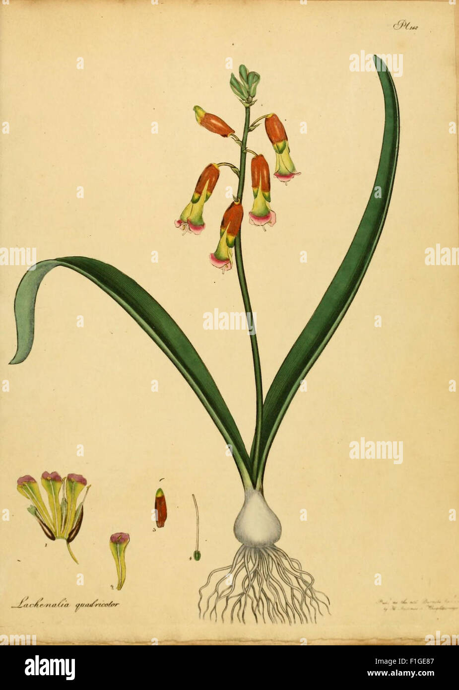 The Botanist's Repository is a botanical work that catalogs new and ...