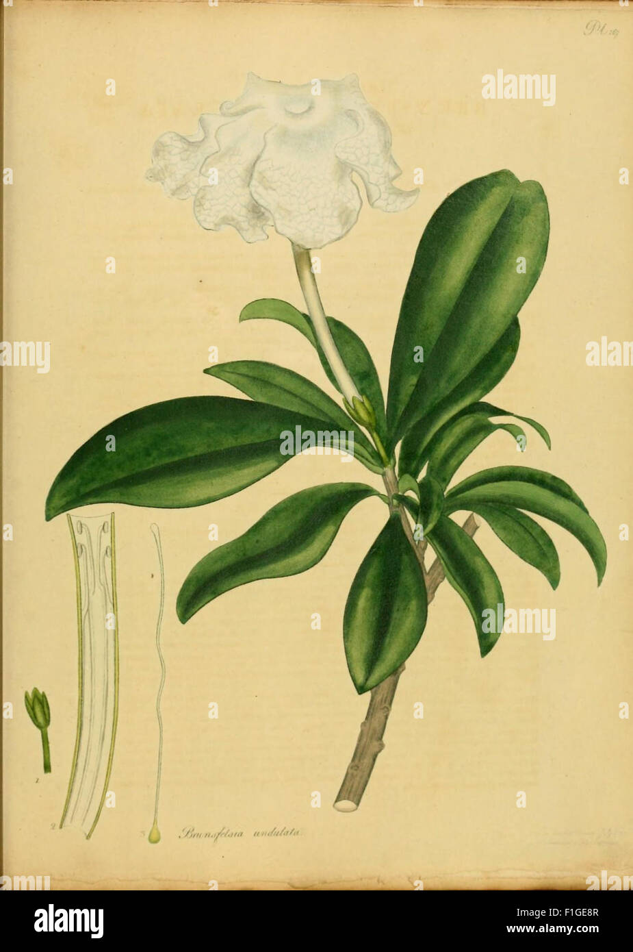 This botanical work showcases new and rare plants, offering detailed ...
