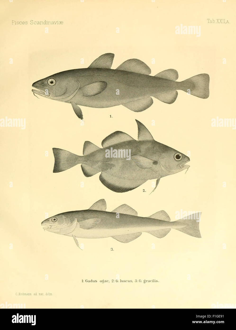 This work provides a detailed account of the fish species found in ...