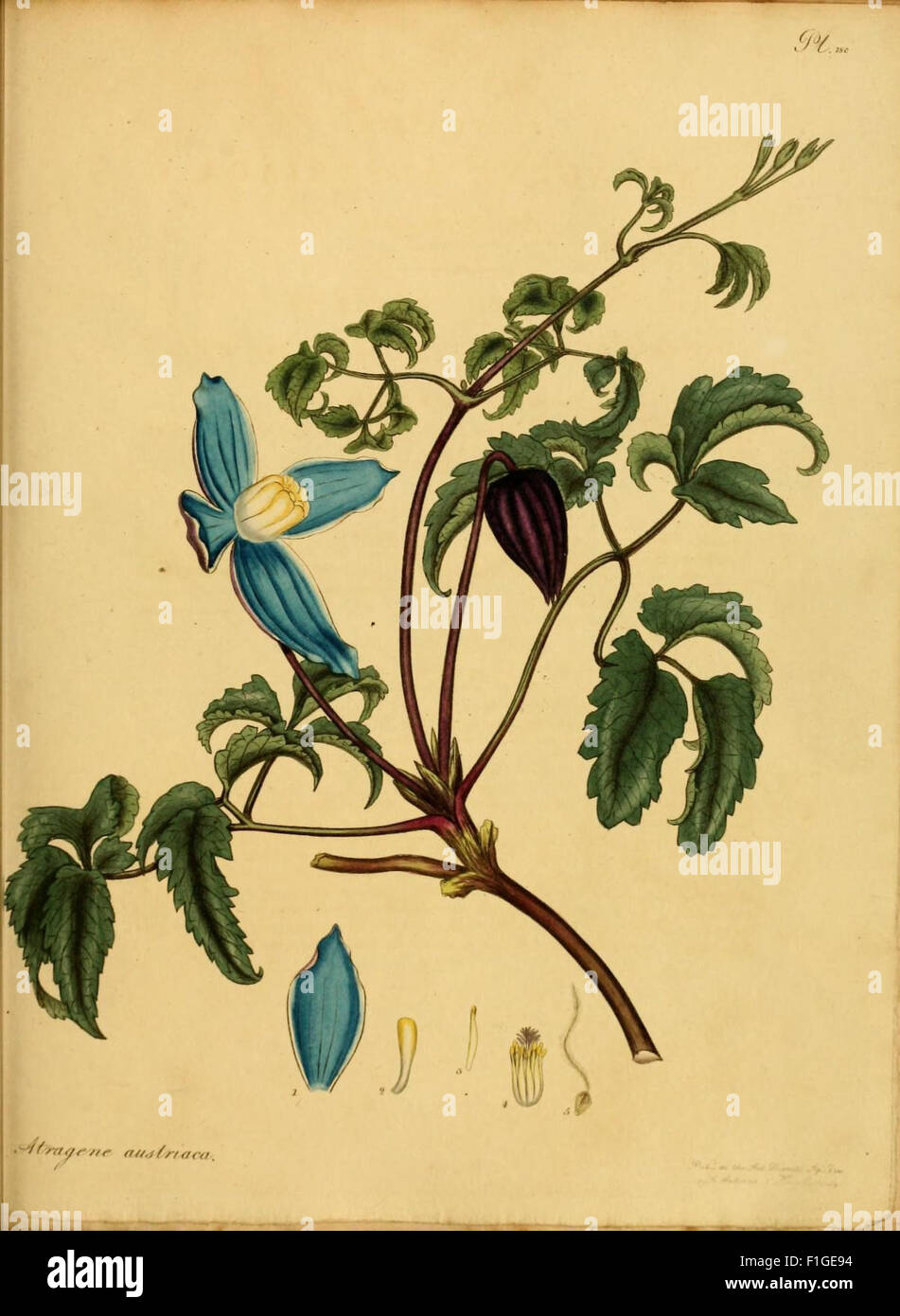 *The Botanist’s Repository for New and Rare Plants* features a ...